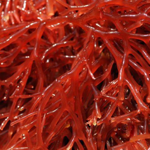 C-Serum® Seaweed Filtrate Serum - Repêchage®